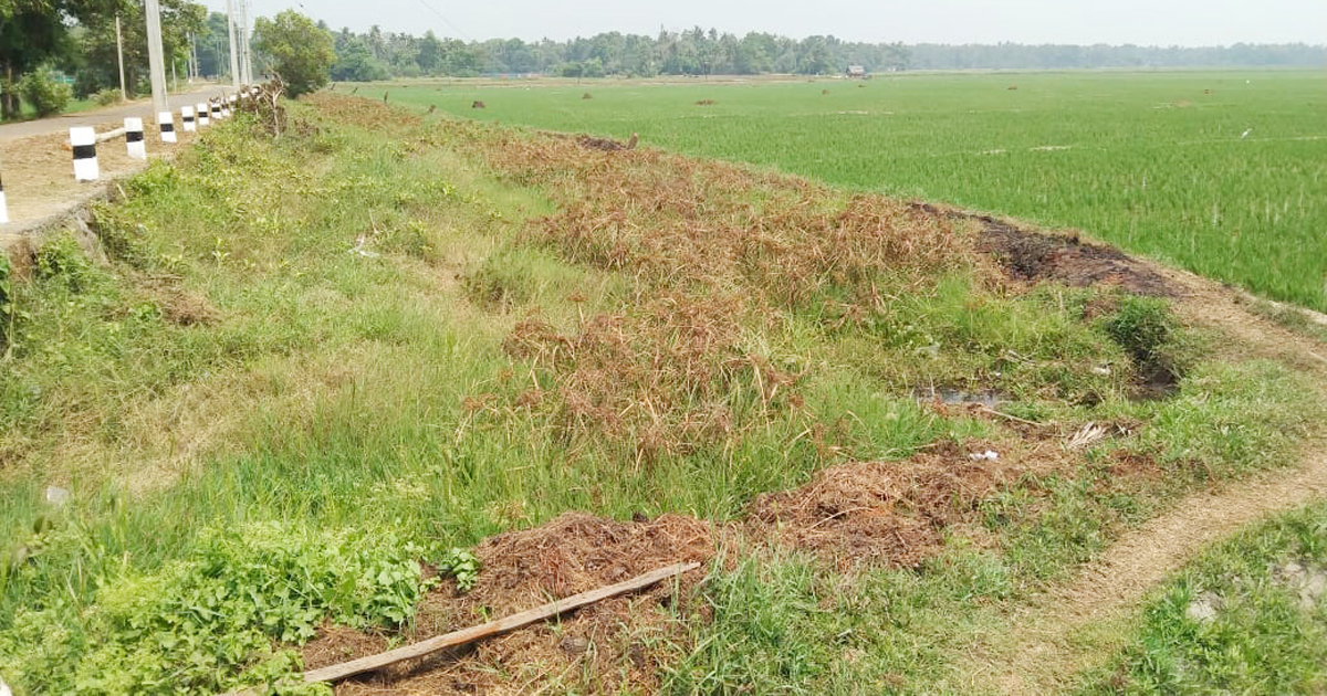 കൃഷിക്കു വെള്ളം കിട്ടാതെ അമ്പതോളം ഹെക്ടര്‍ പുഞ്ചനിലങ്ങളിലെ കര്‍ഷകര് ...